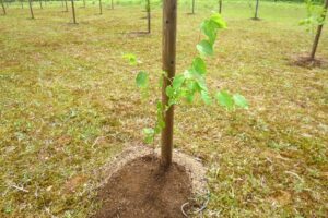 植樹活動 ｜ 由利本荘市立矢島小学校